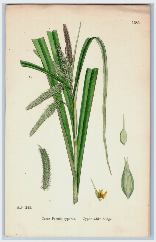 1860's John Sowerby Hand Colored Botanical Print Cyperus-Like Sedge K2D ...