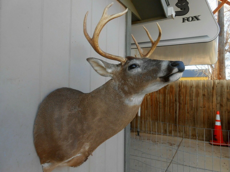 4x4 WHITETAIL DEER SHOULDER MOUNT Antlers READY TO HANG mule mount elk ...