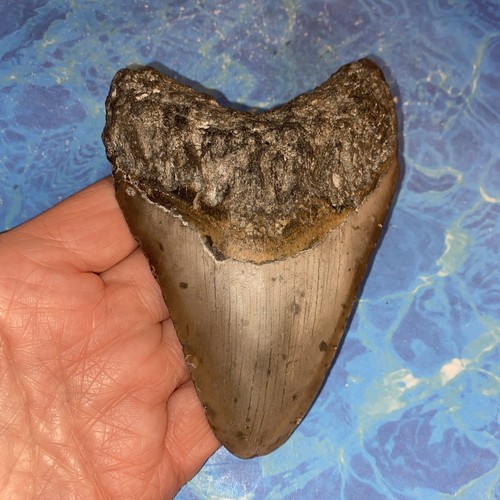 MEGALODON SHARK TOOTH 4.69” HUGE TEETH MEG SCUBA DIVER DIRECT FOSSIL NC ...