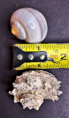 Seashells assortment Lot of 21 Conch Cat's Eye Tulip Olive Scotch ...