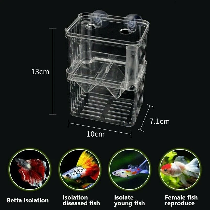 Fighter Fish Breeding Tank