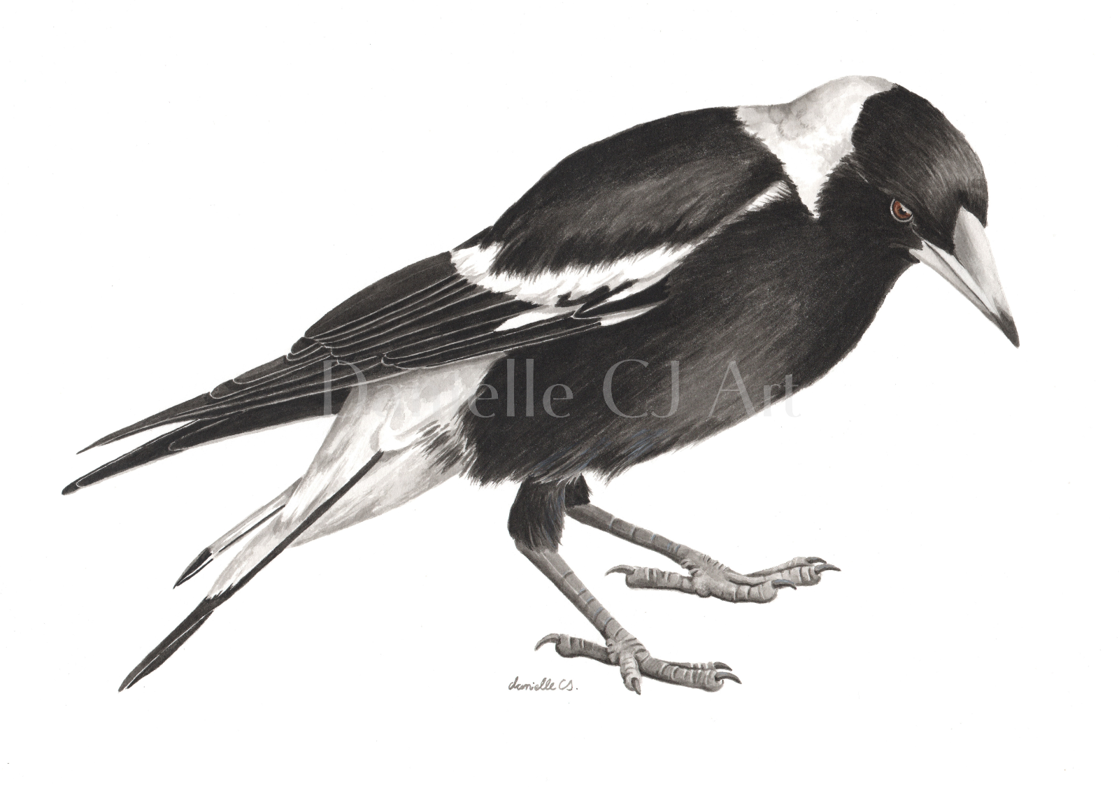 Watercolour Australian Magpie Print | eBay
