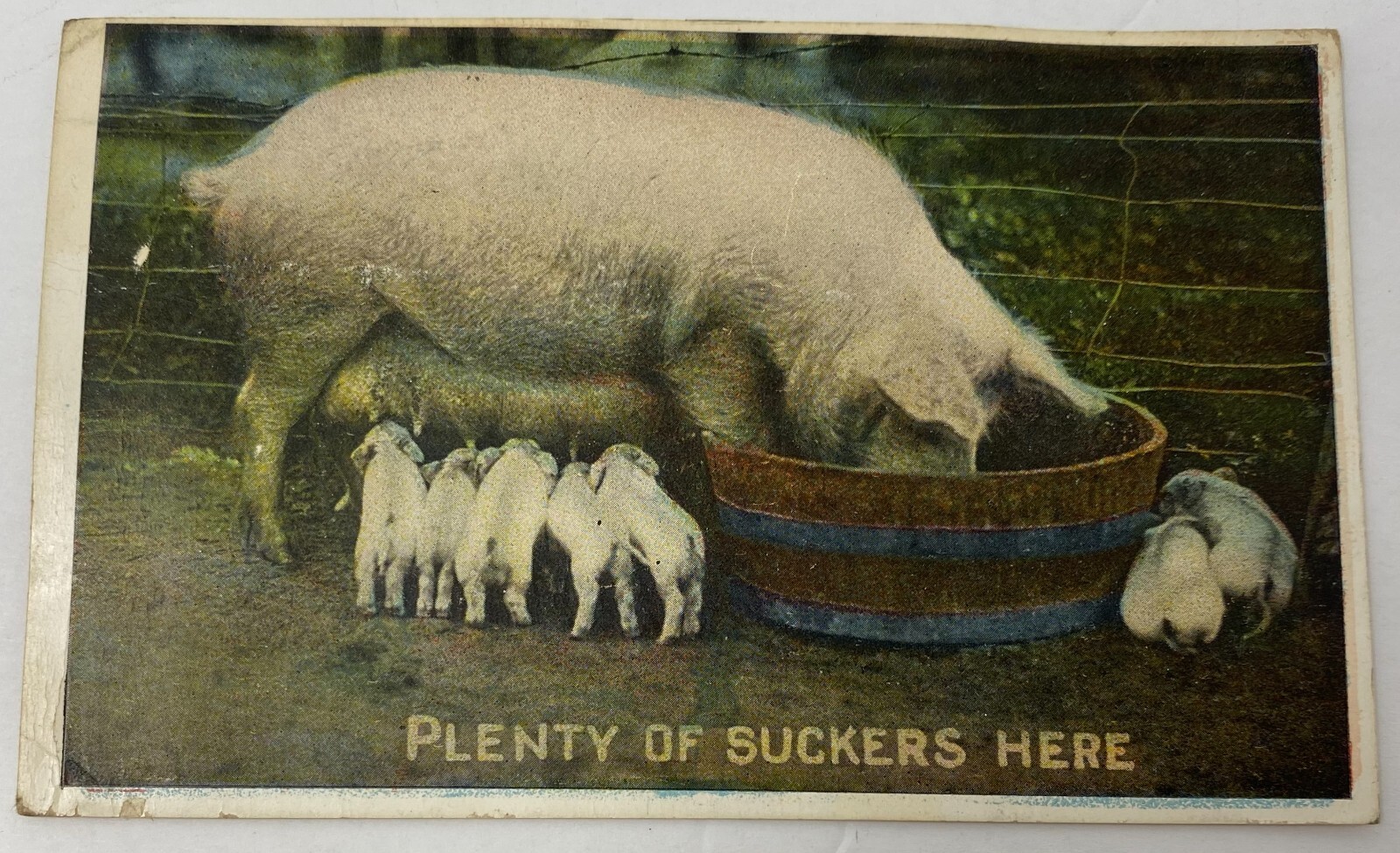 Plenty Of Suckers Here Pig and Piglets Postcard | eBay