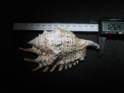 VERY RARE! LAMBIS ( LAMBIS) VIOLACEA ( VIOLET SPIDER CONCH)INDIAN OCEAN ...