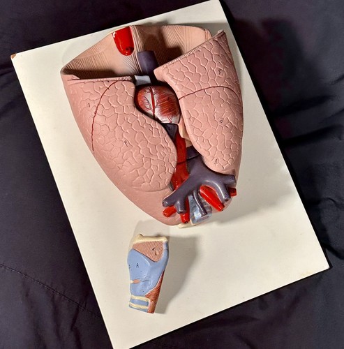 Chest Area anatomical model vintage 1-2 Missing Pieces | eBay