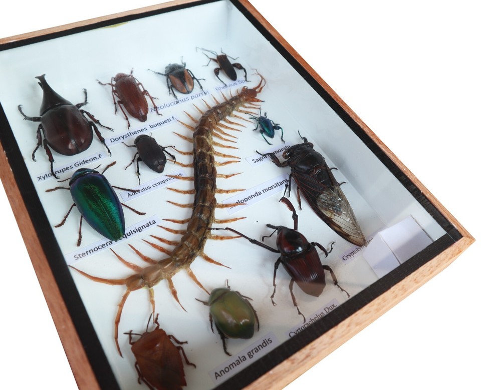 Real centipede and Mix Of Insect Taxidermy In Wooden Box Display | eBay
