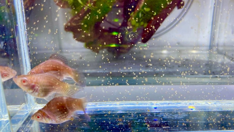 MOLLY ABINO CHOCO ROUNDTAIL JUVENILLE LIVE FISH USA HIGH QUALITY | eBay