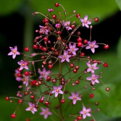 Talinum Paniculatum-Verde(Jewels of Opar) 30 seeds,/HP | eBay UK
