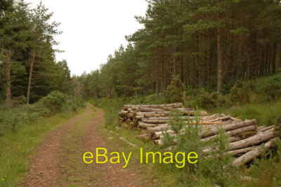 Photo 6x4 Dirr Wood Dores The forest road in Dirr Wood above Loch Ness ...