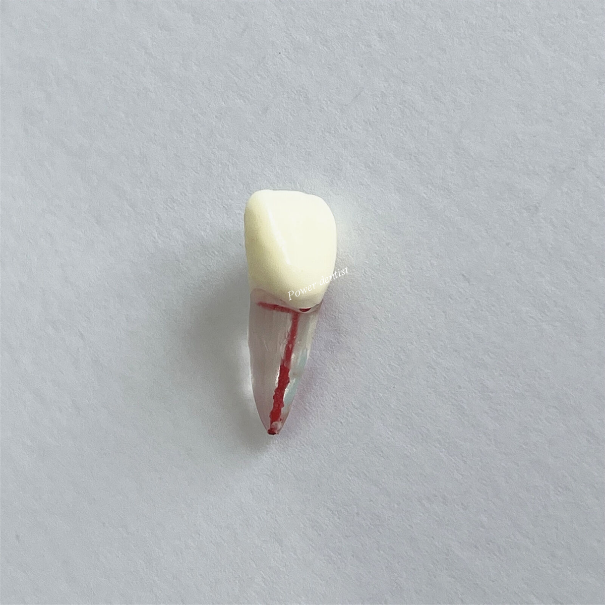 Dental Rct Root Canal Practice Model 10Pc Dental Tooth Model Endodontic ...