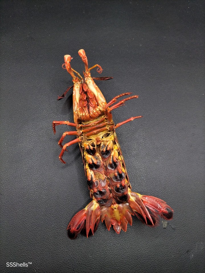 6" rainbow mantis shrimp. Tiki oddity sea shell marine life taxidermy ...