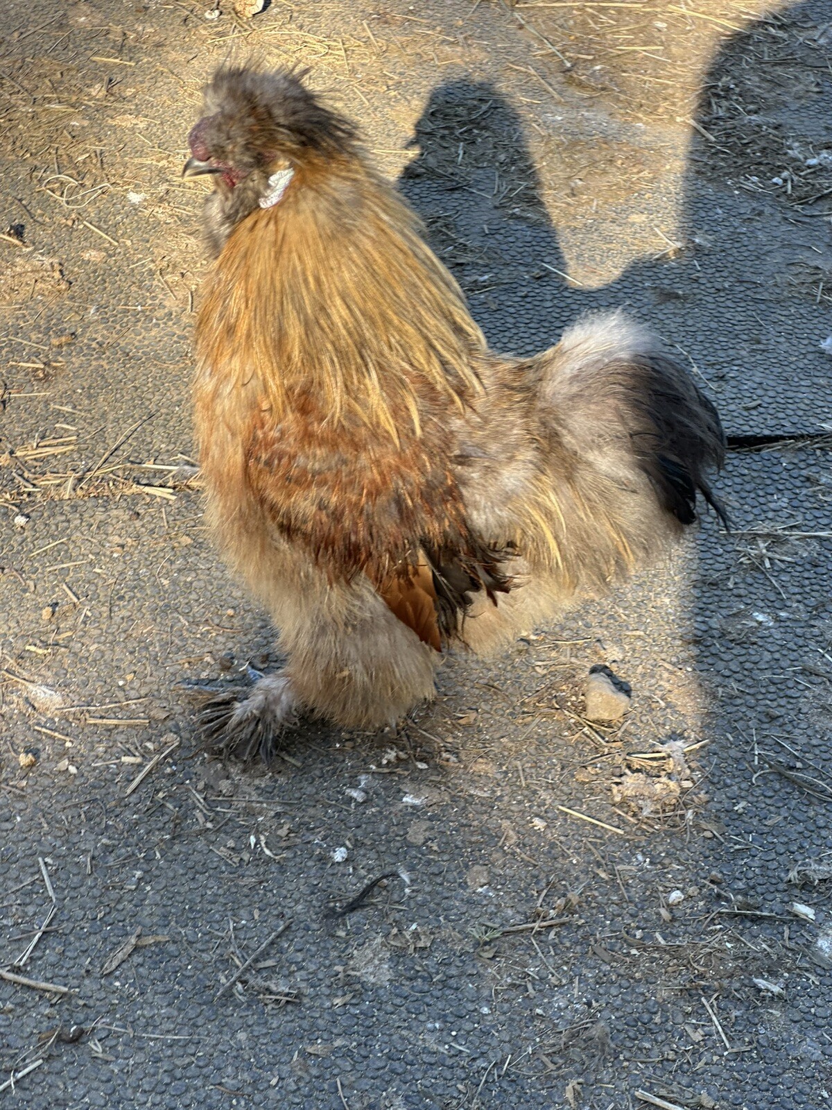 1 DOZEN SILKIE HATCHING EGGS PARTRIDGE SPLASH FRIZZLE BUFF BLACK NPIP ...