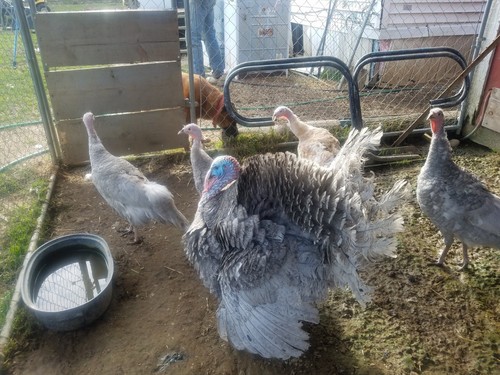 6+ Blue And Black Mottled Turkey Hatching Eggs Shipping Now | eBay