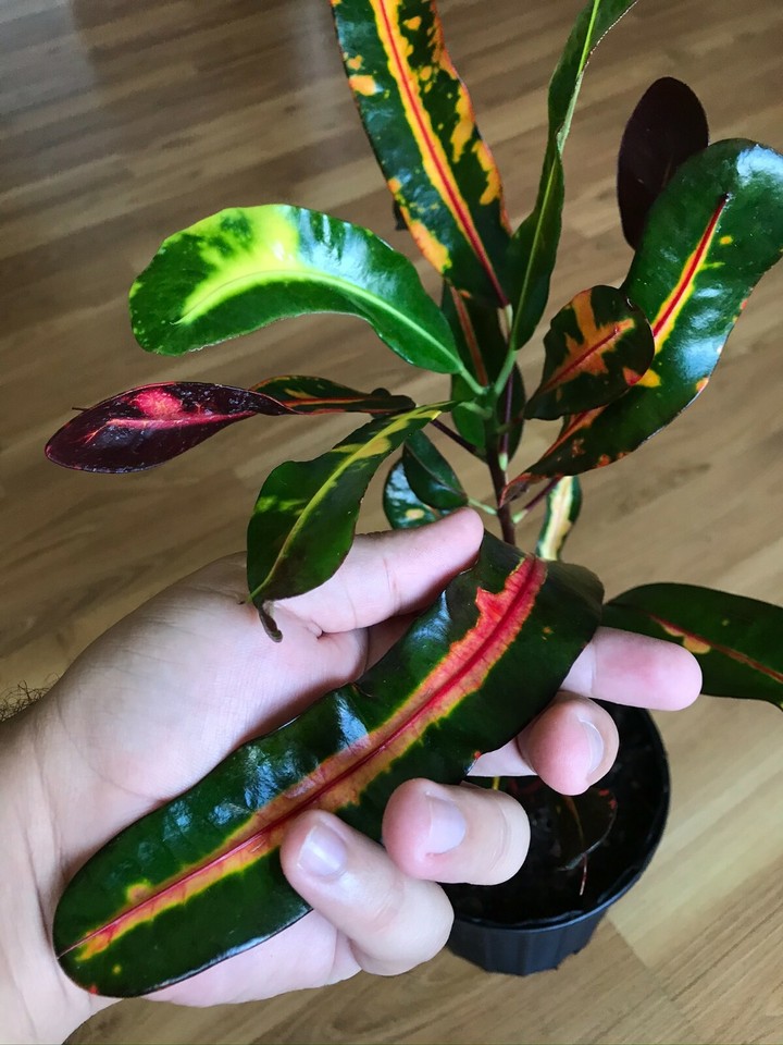 Mammy Croton | Mamey Croton | Live Plant | Outdoor/Indoor | eBay