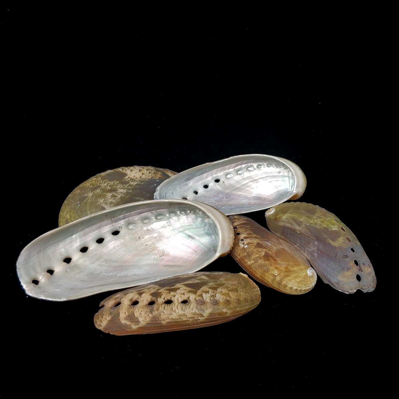 Abalone donkeys ears unpolished seashells x5 6-8 cm perfect for crafts ...