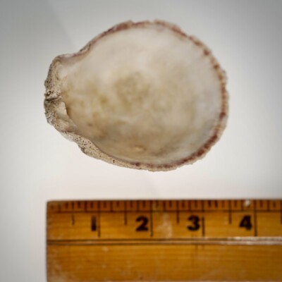 this Gnarly Barnacle Coverd Scallop Shell | eBay