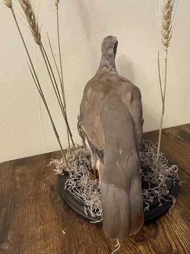 Brand New Chukar Partridge Taxidermy Mount On Natural Habitat Base | eBay