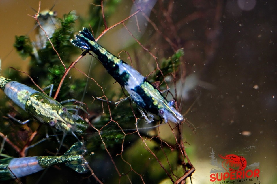 10+2 Green Rili Shrimp - Freshwater Neocaridina Aquarium 100% Live ...