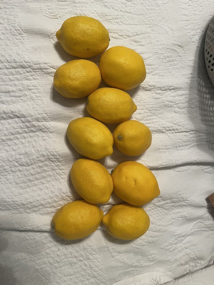 Lot of 10 Artificial Large LEMONS Realistic Life Sized Faux Fruit ...