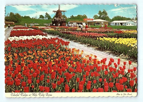 Windmill Colorful Tulips at Nelis Tulip Farms Holland Michigan Postcard ...