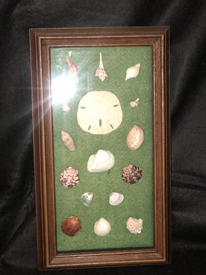 VINTAGE MCM MID CENTURY NAUTICAL SEASHELL SPECIMEN SHADOW BOX WALL ART ...