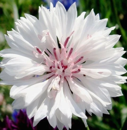 Centaurea Cyanus White