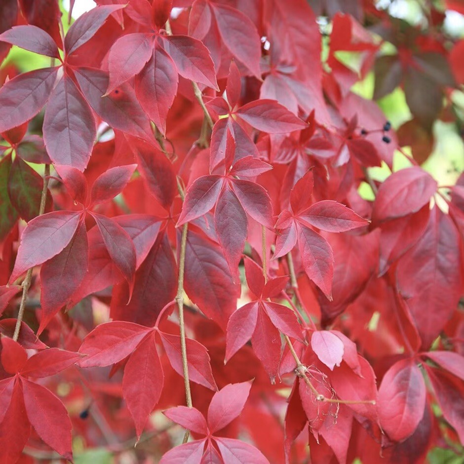 Virginia Creeper 40cm TALL- Parthenocissus quinquefolia including pot ...