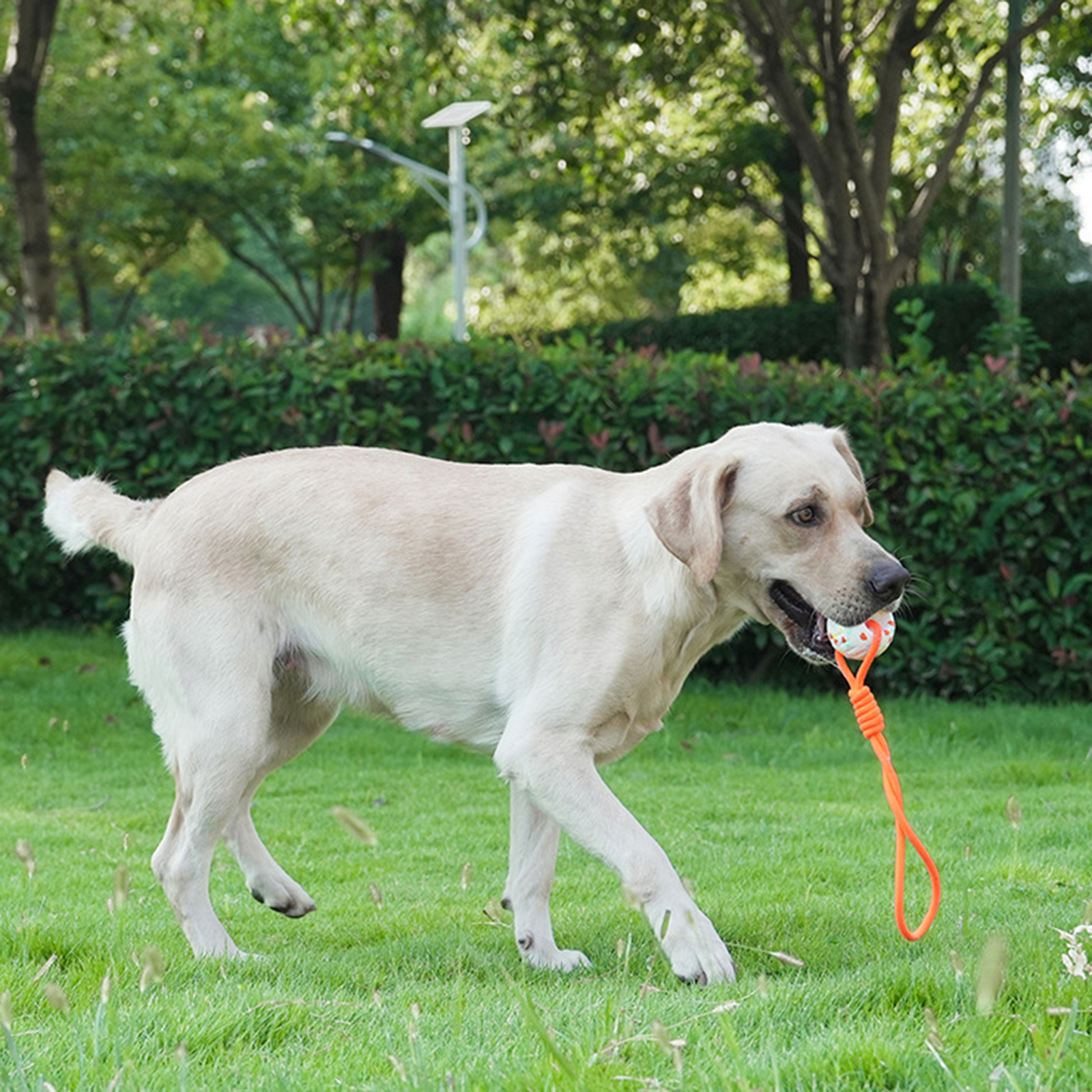 Etpu Dog Ball Toy Chew with Rope for Boredom Relief Stress Reduction | eBay