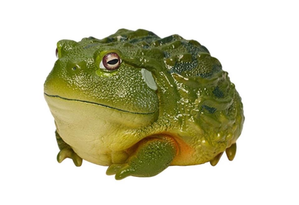 【In-Stock】 Animal Heavenly Body African Bullfrog Frog Collectible ...