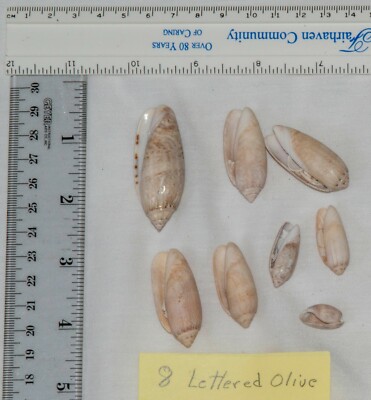Lettered Olive sea shells - lot of 8 various sizes | eBay