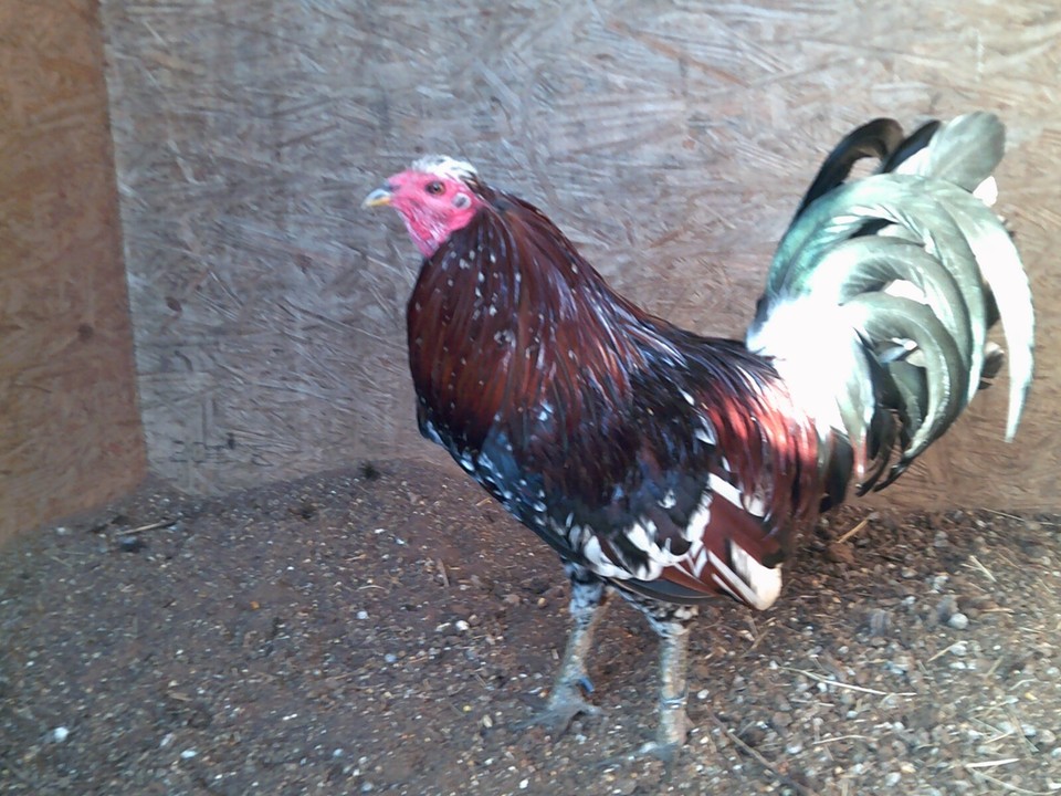"10+ LC Pure Spangled Penny Hatch Gamefowl Chicken Hatching Eggs" | eBay