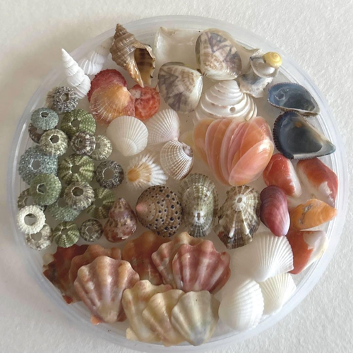 japanese sea glass Surf-Tumble Seashell rare sea urchin & colorful ...