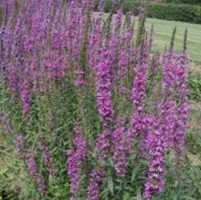 Lythrum Rosy Gem Perennial Garden Plant Herbaceous Potted Plant 9cm | eBay