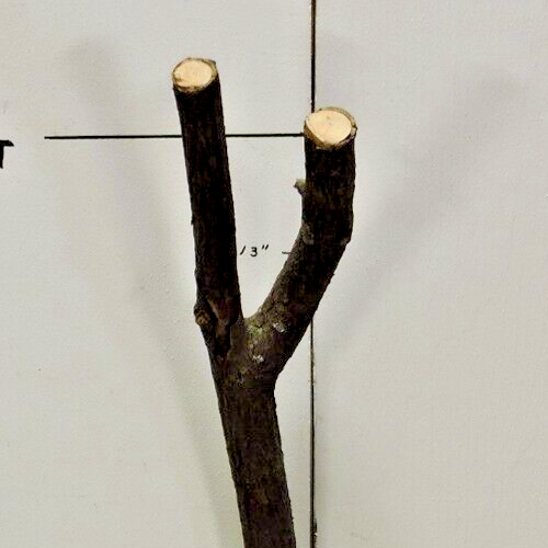 39" Hickory Wood Walking Stick Blank Staff Crafts Forked Crotch Top 1~1 ...