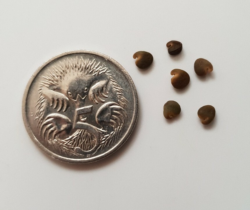 50+ SMOOTH DARLING PEA SEEDS (Swainsona galegifolia) Native Annual ...