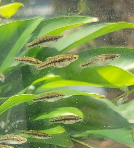 Least Killifish Heterandria formosa 10 fish UNSEXED | eBay