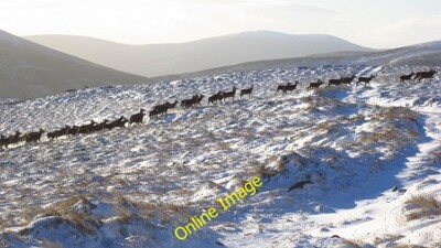 Photo 6x4 Deer, Mid Strone Dalhally Part of a very large herd of deer ...