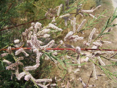 African Tamarisk - Tamarix hispanica - Afrikanische Tamariske- 50 ...