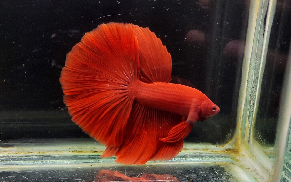 super good quality HALFMOON SUPER RED male or female and breeding pair ...