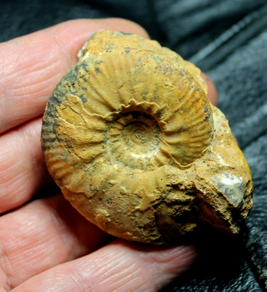 Jurassic Park Ammonite