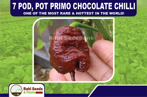 7 Pod, Pot Primo Chocolate Chilli - One of the Most Rare & Hottest in ...