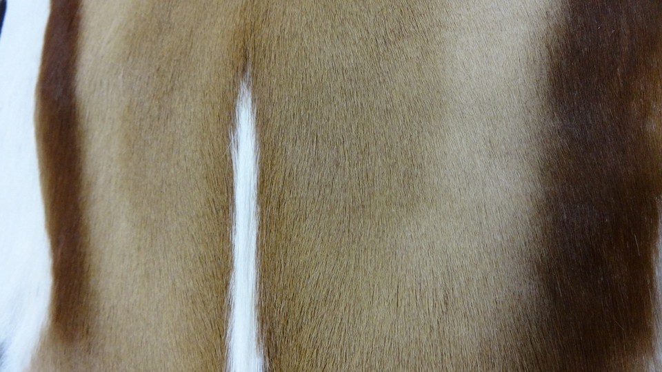 Springbok Skin - Natural Antelope Skin - antelope hide L (Approx Size ...
