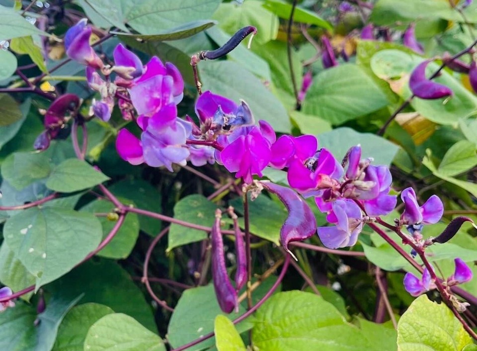 10+ SEEDS- BATAW I LABLAB PURPUREUS I Purple Moon Hyacinth Bean Seeds ...