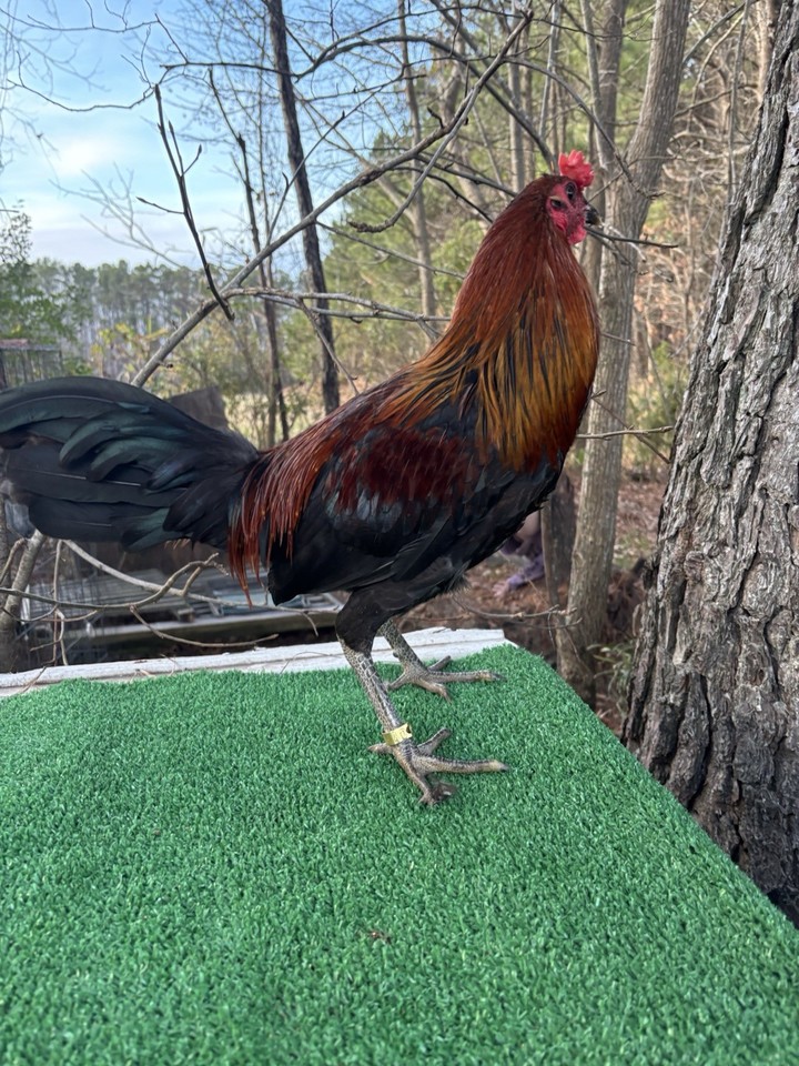 Malagache Brown red/blackhennieHatching ,Eggs, poultry, chicken | eBay