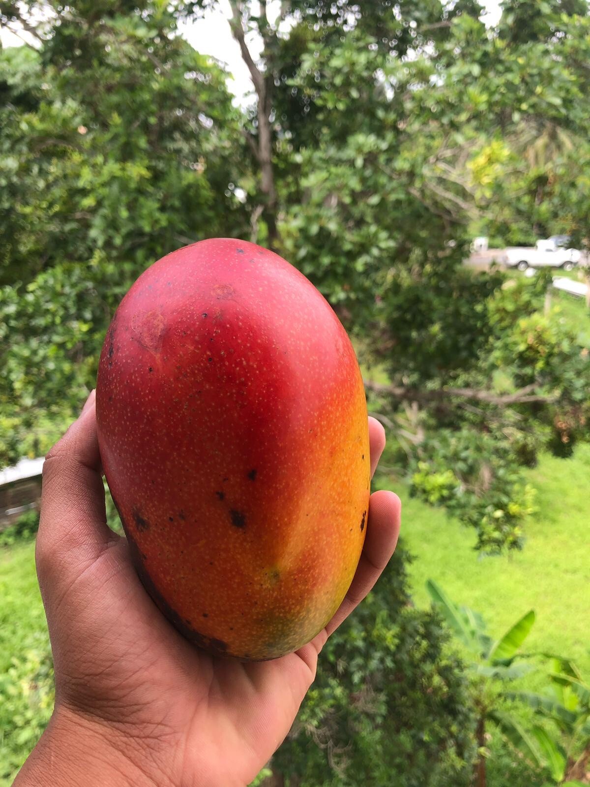 Haden Mango