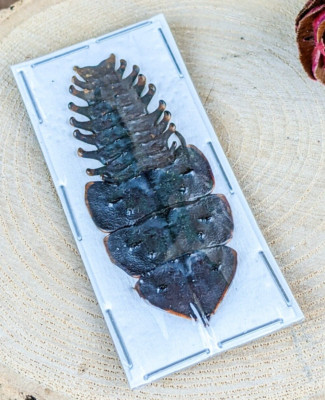 Lg Trilobite beetle living fossil Specimen Entomology Oddities ...