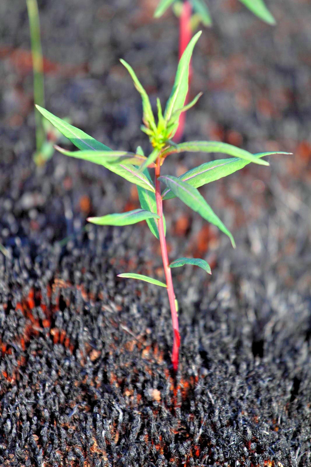 301+FIREWEED Seeds Rosebay Willow Herb YANAGIRAN Native Medicinal ...