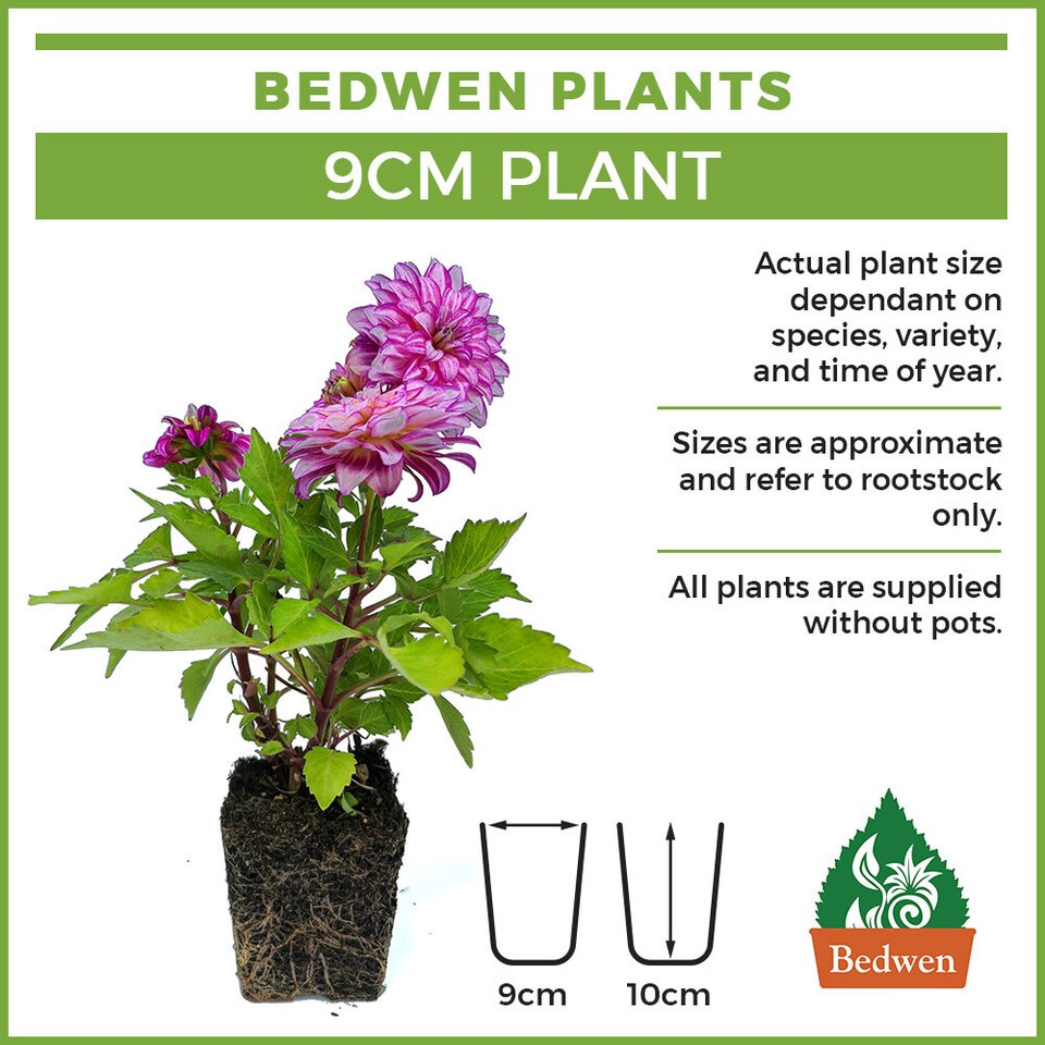 Oriental Poppy 'Pink Perfection'. 9cm Plant x 2. Perennial pink papaver ...