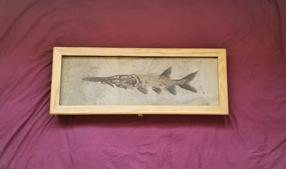 Paddlefish Fossil (Crossopholis) 21.5" "Green River Formation" PRICED ...