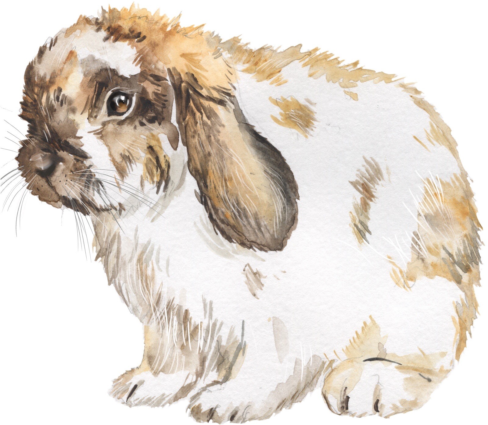 4” Floppy Ear Rabbit Bunny Sticker Brown Cute Fluffy Furry Domestic Pet ...